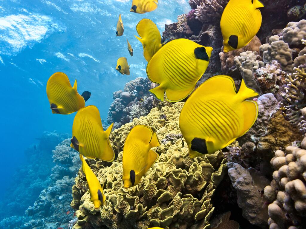 South Sea Sailing Tour | South Sea Cruises Fiji Holidays