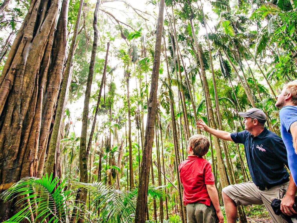 Springbrook National Park Tours | Gold Coast Waterfalls Tour