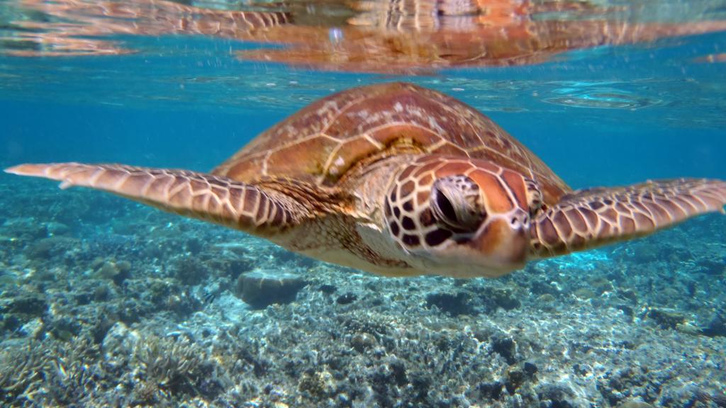 New Townsville Research Centre to Save Great Barrier Reef Green Turtles