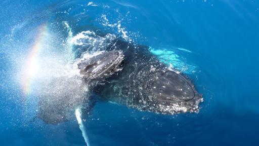 Rare Whale Sighted On Reef For First Time