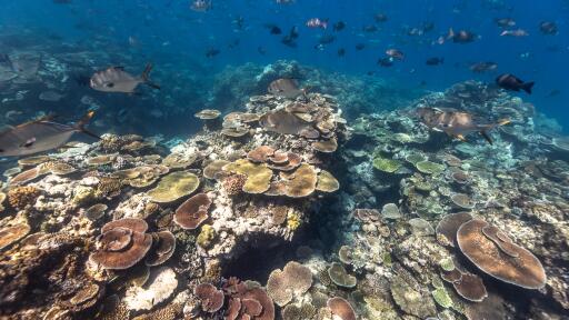 The Reef Goes on Tour