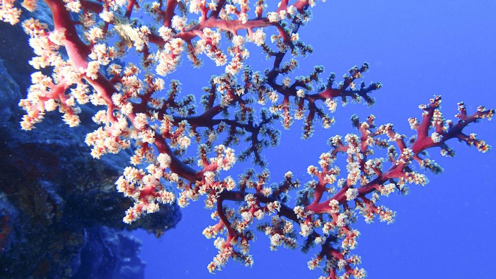 Scientists Breed Baby Coral on Great Barrier Reef