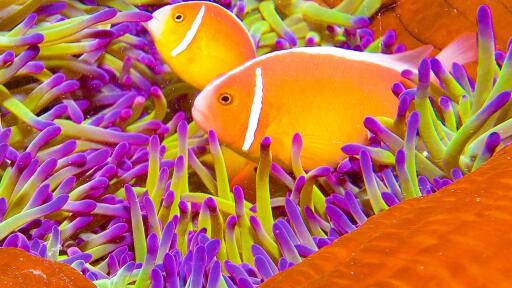 Underwater Hotel the Future of the Reef?