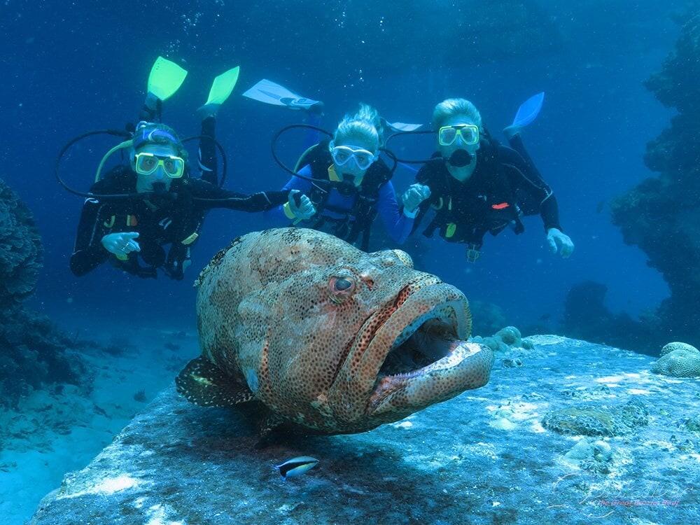Quicksilver Outer Reef Tour| Great Barrier Reef Cruise