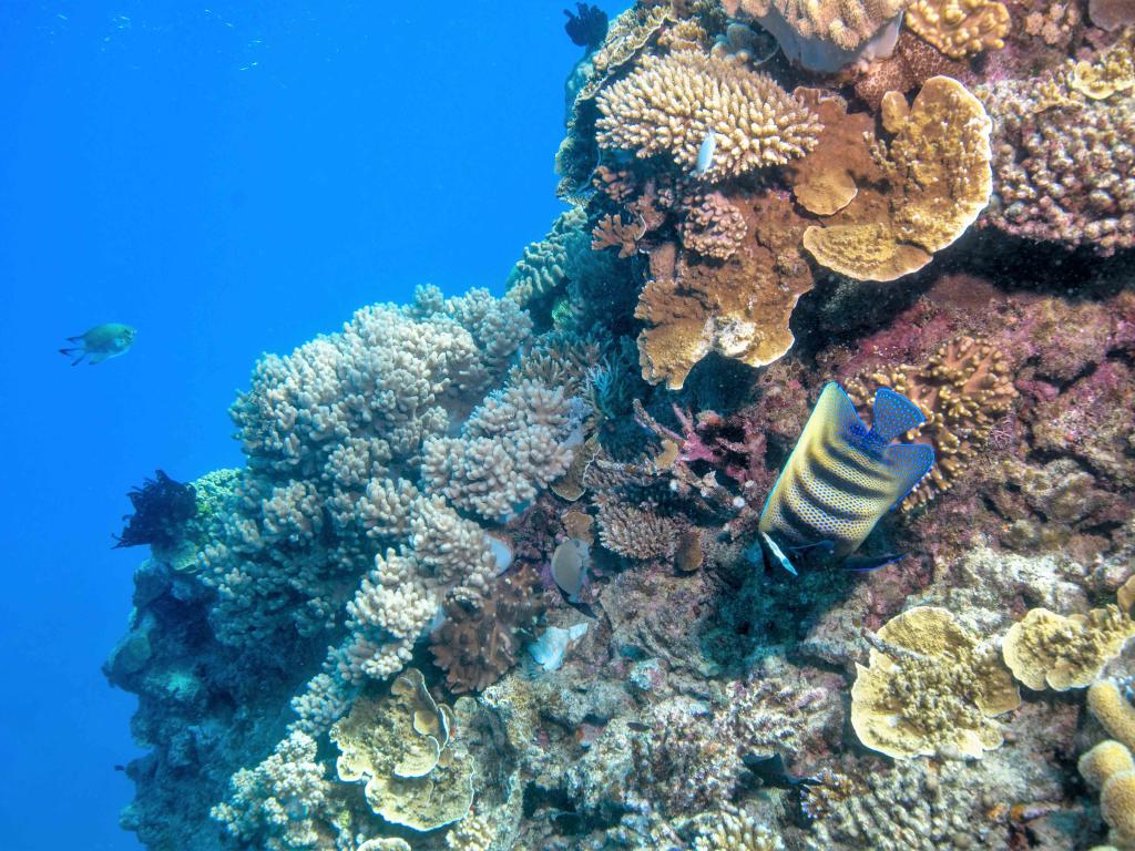 Sunlover Outer Reef Cruise | Outer Great Barrier Reef Cruise