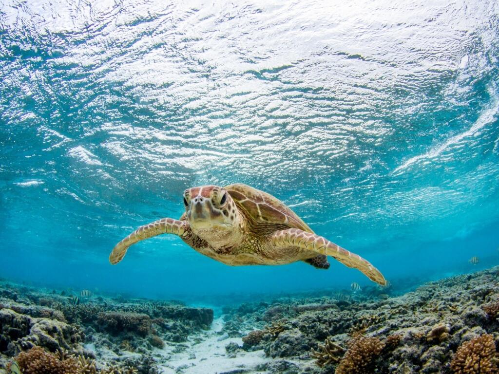 The Ultimate Lady Elliot Island Travel Guide