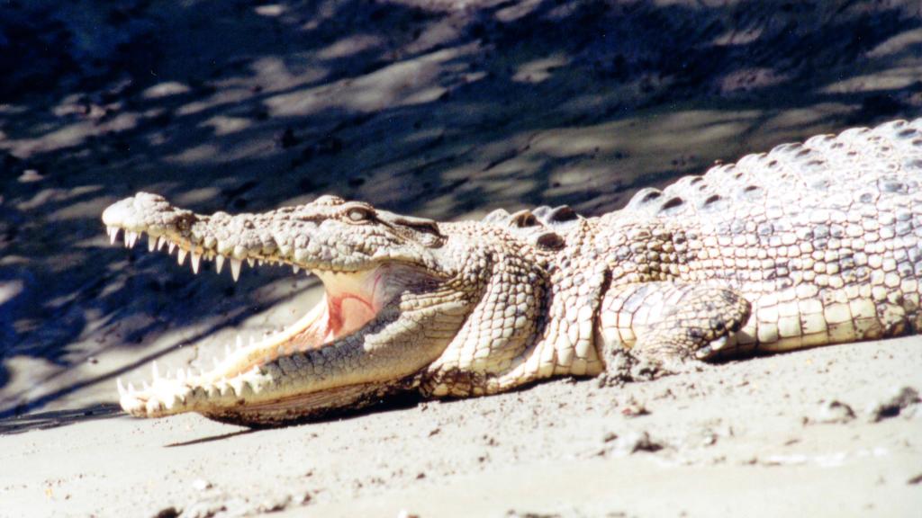 Signs Visitors Need to Get Smart About Recent Croc Sightings