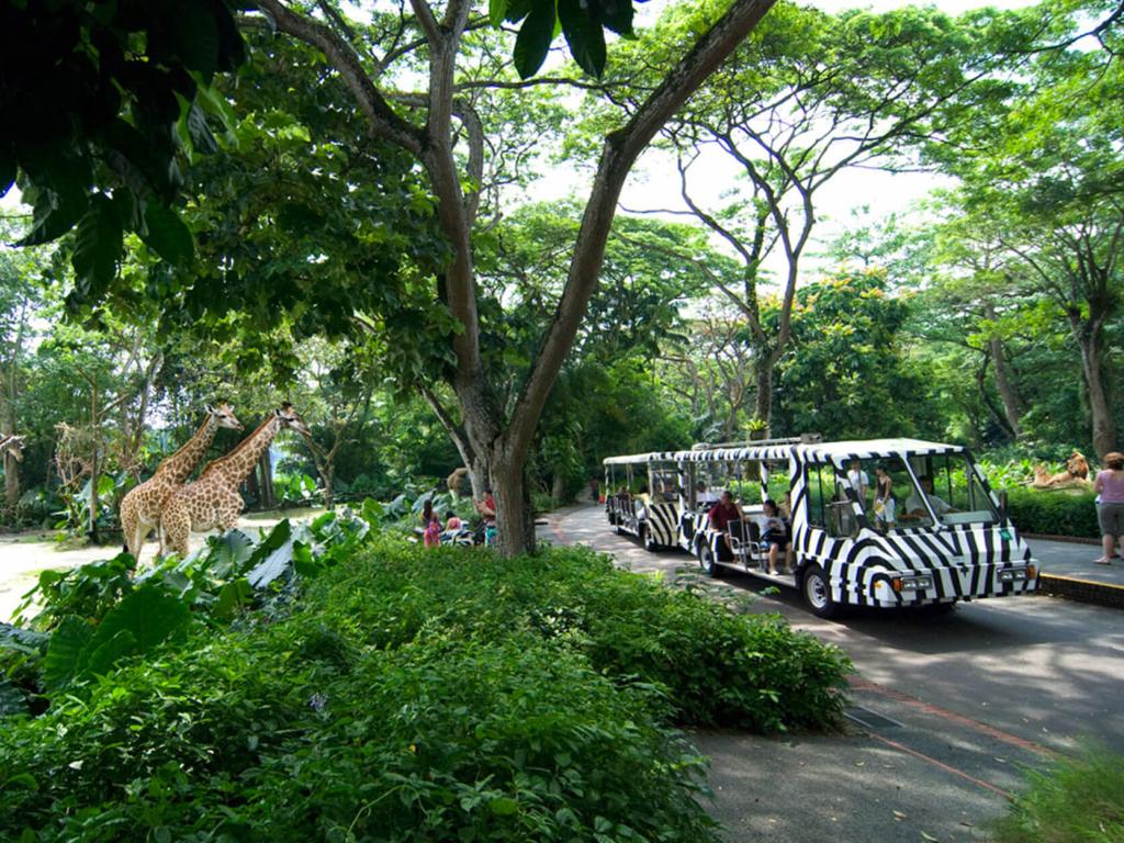 Singapore Zoo Morning Tour | Best Singapore City Tours