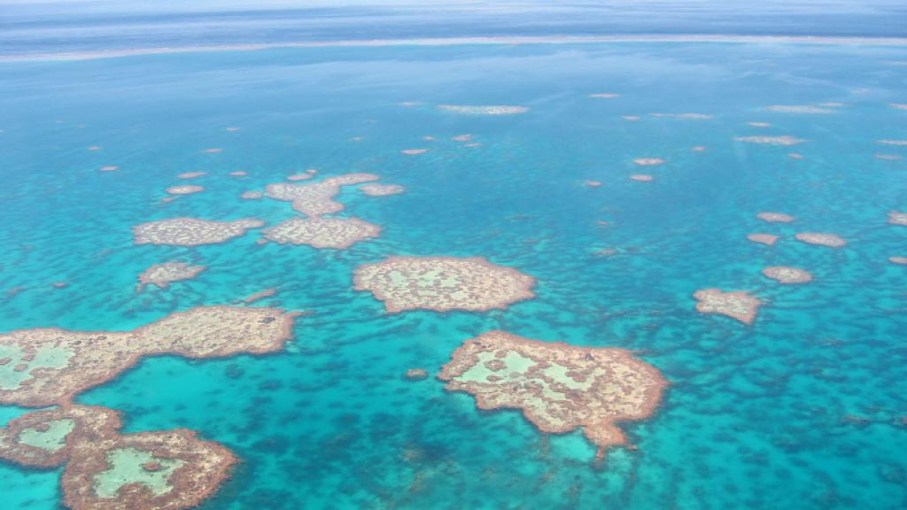 Reef Still Alive & Beautiful